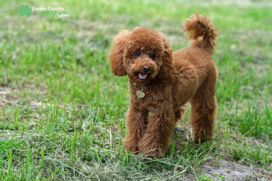 Come Mantenere un Barboncino Toy in Perfetta Forma e Salute
